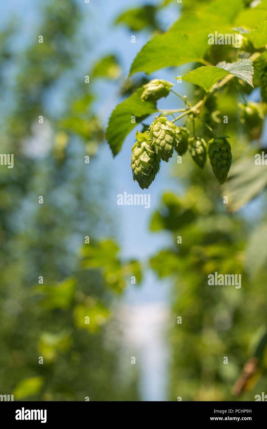 Green fields of hops Stock Photo - Alamy