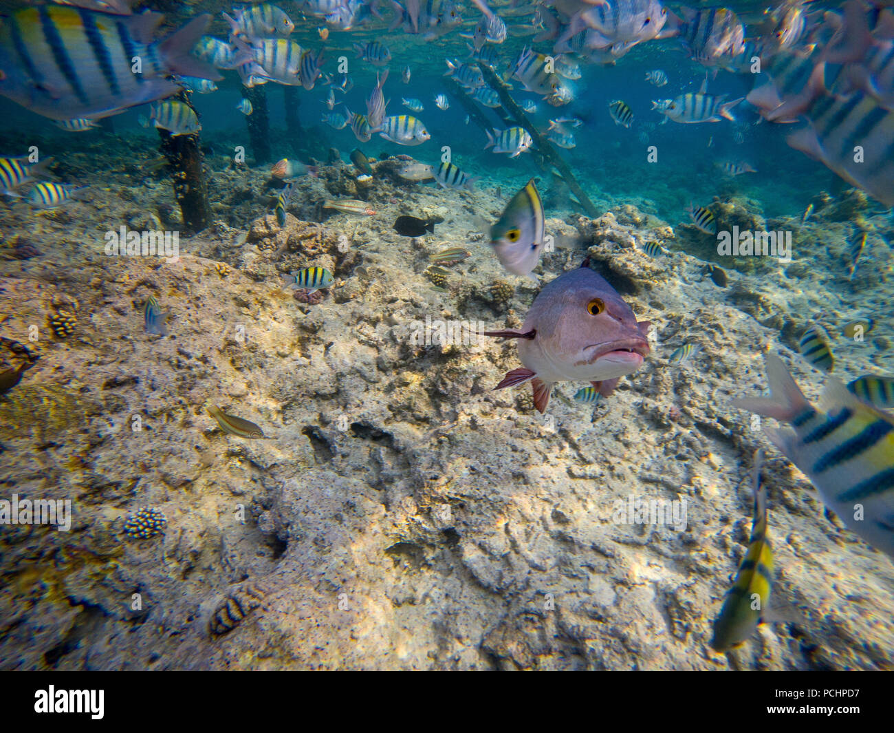 coral fishes face front close up. red sea, Egypt, Makadi Bay Stock ...