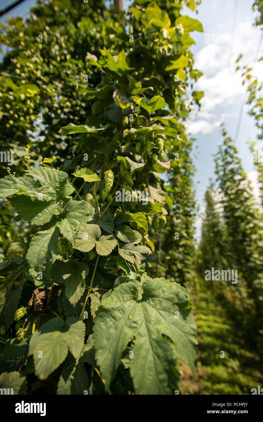 Green fields of hops Stock Photo - Alamy