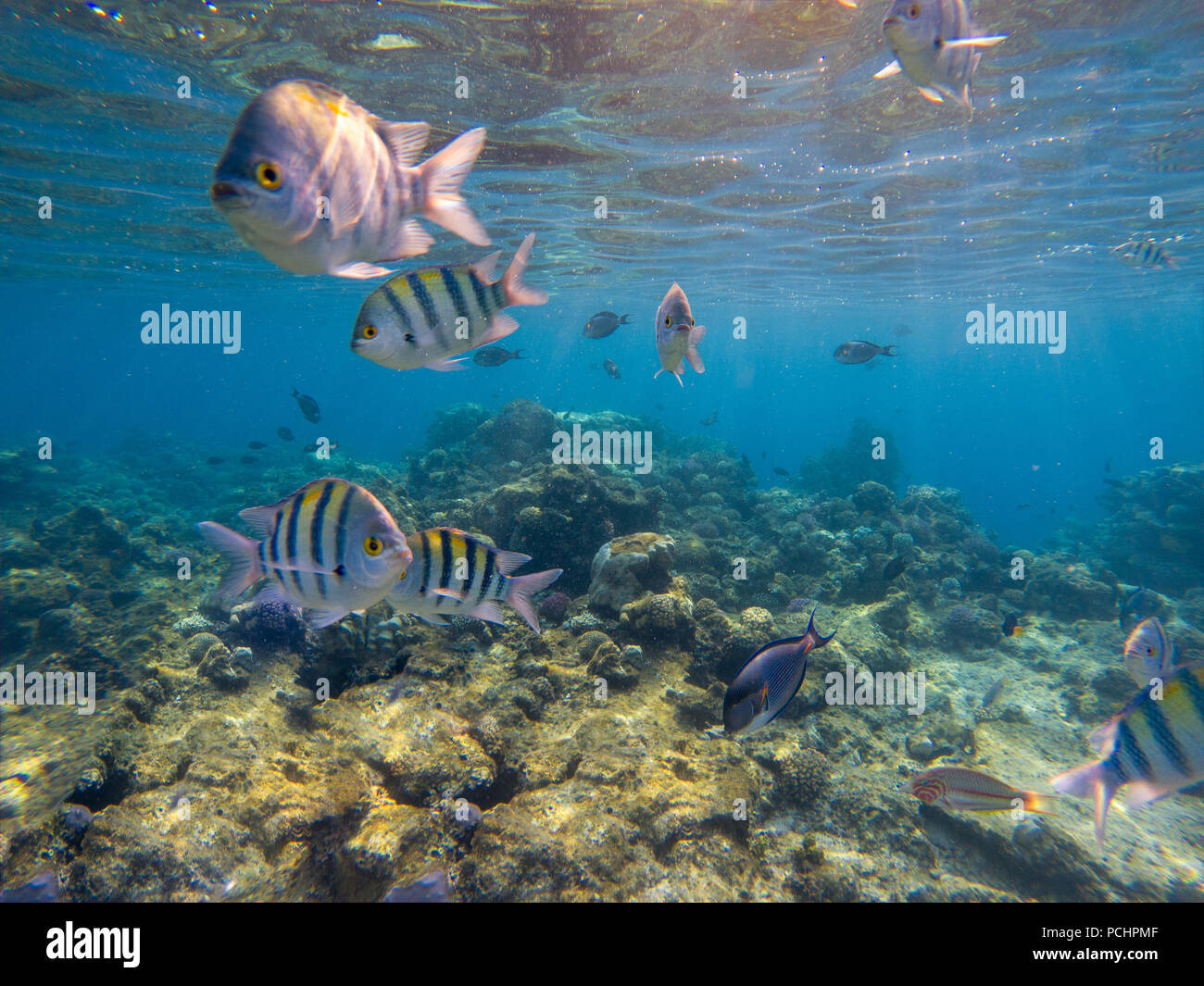 Underwater shoot of vivid coral reef with a fishes Stock Photo - Alamy