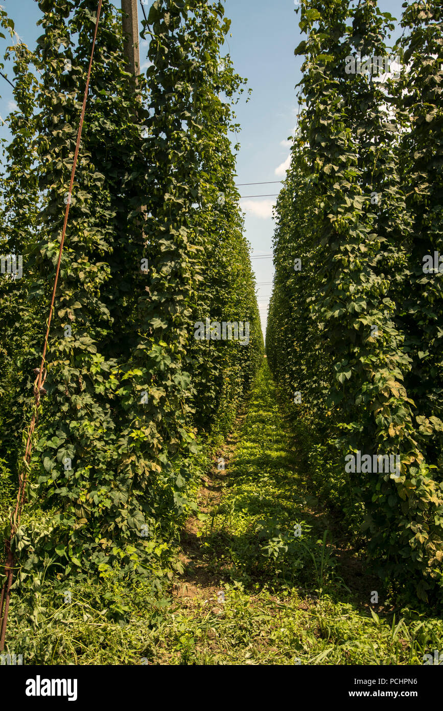 Green fields of hops Stock Photo - Alamy