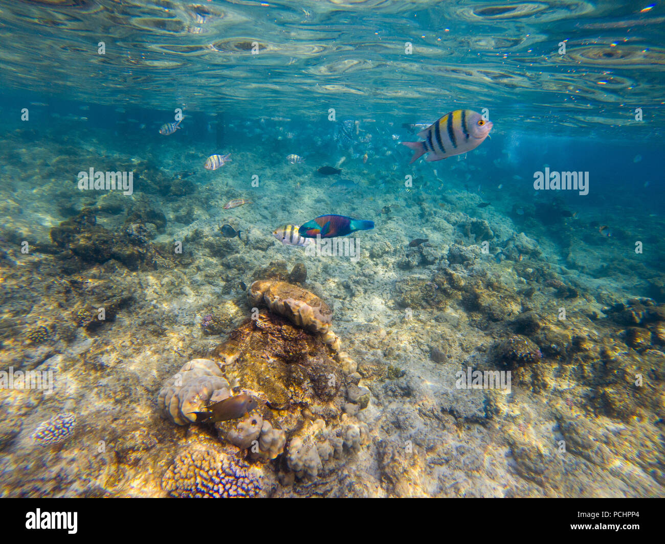 Clownfish colony hi-res stock photography and images - Alamy