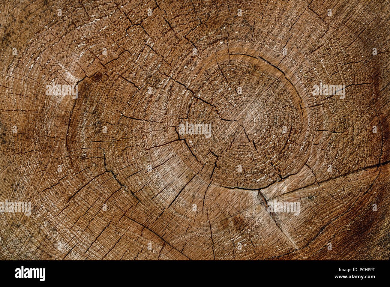 Detail of cut plane of tree log with rough and joint texture as ...