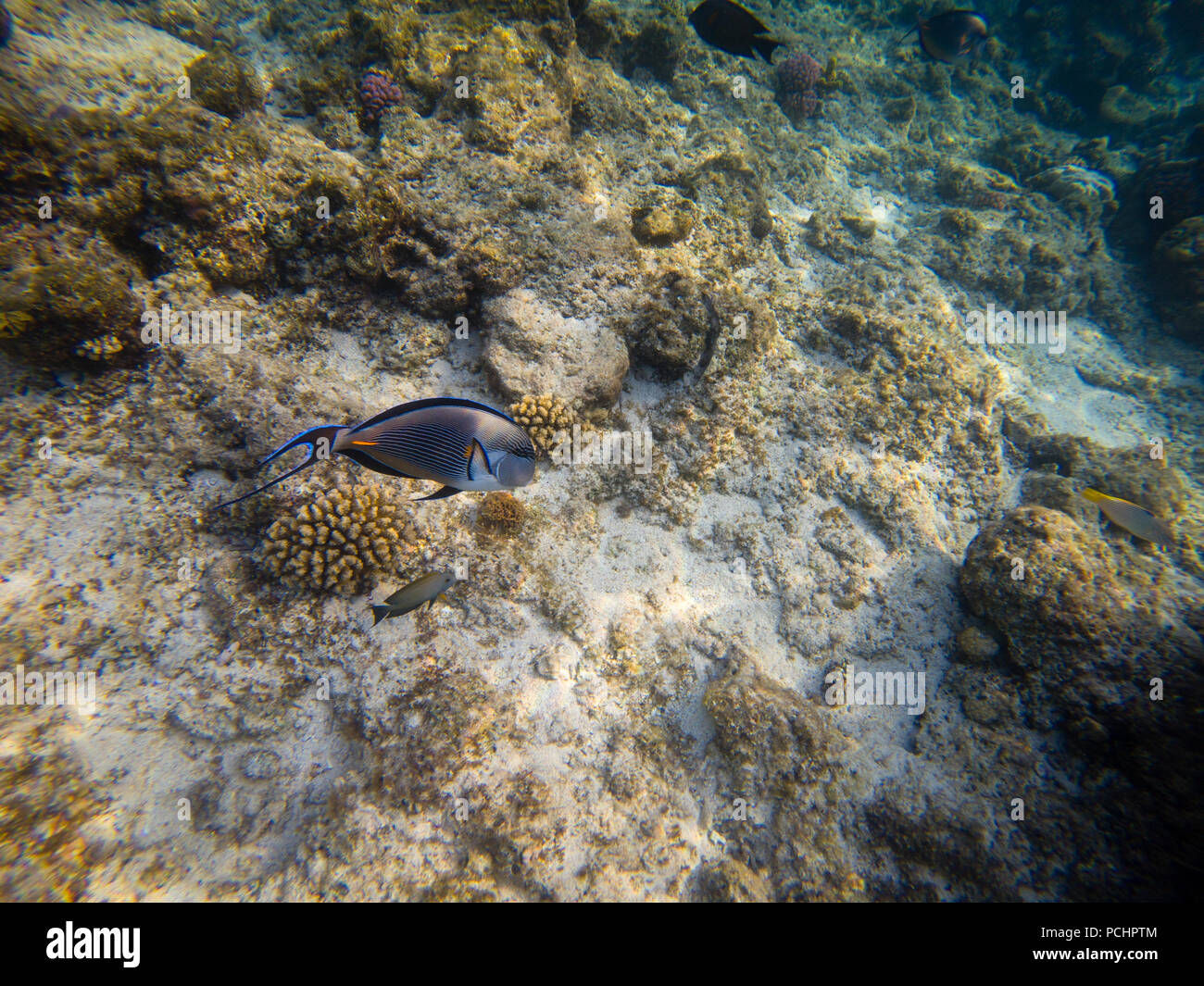 The sohal surgeonfish or sohal tang, Acanthurus sohal Stock Photo - Alamy