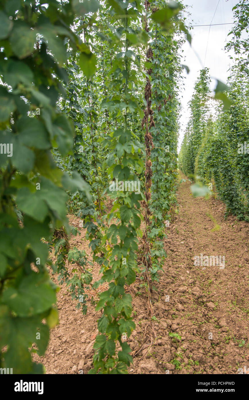 Green fields of hops Stock Photo - Alamy