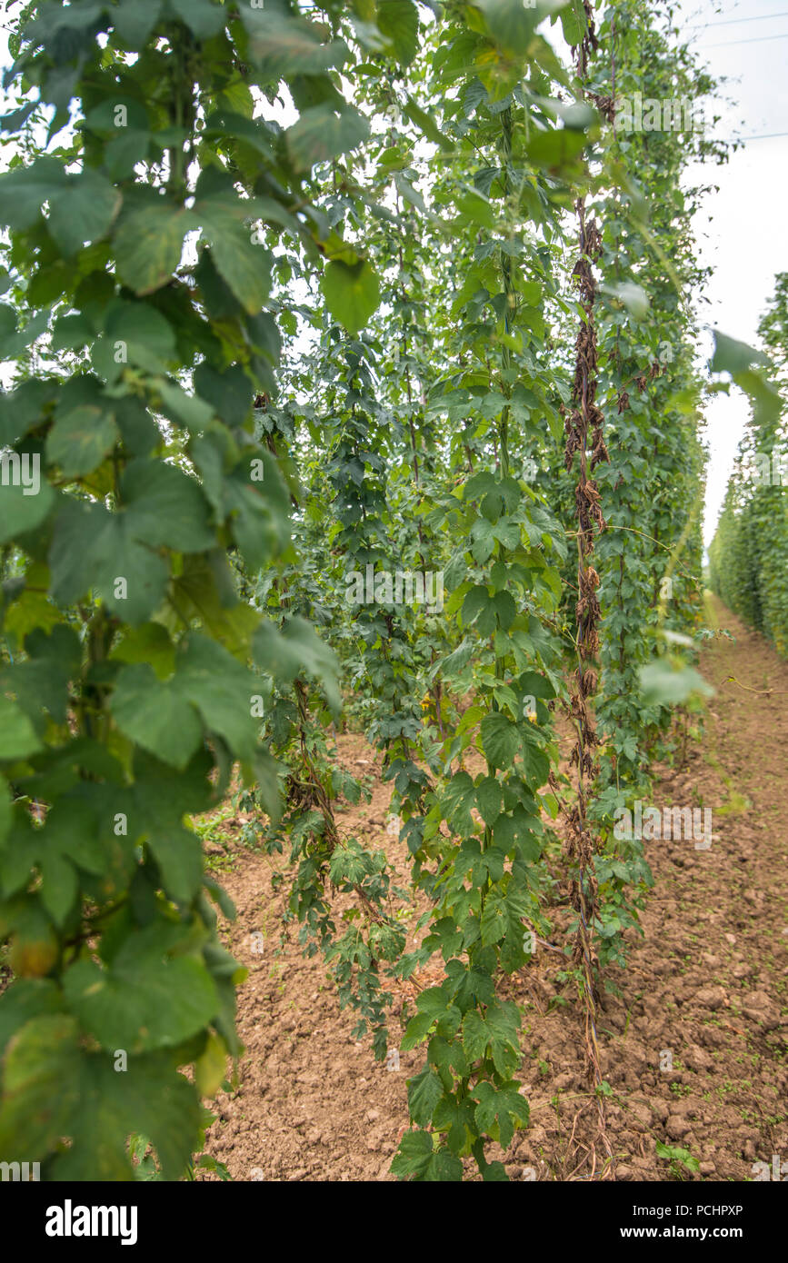 Green fields of hops Stock Photo - Alamy