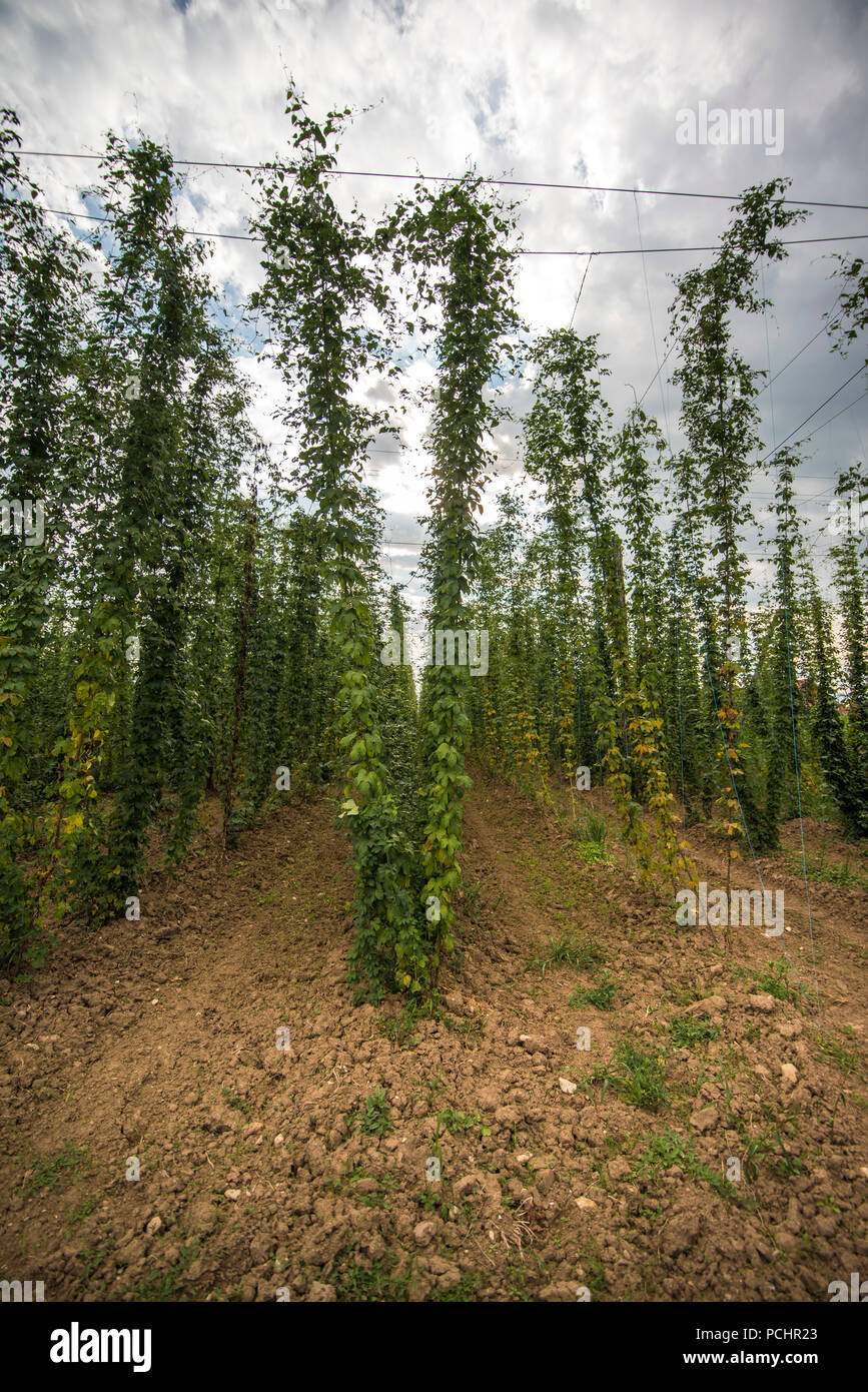 Green fields of hops Stock Photo - Alamy