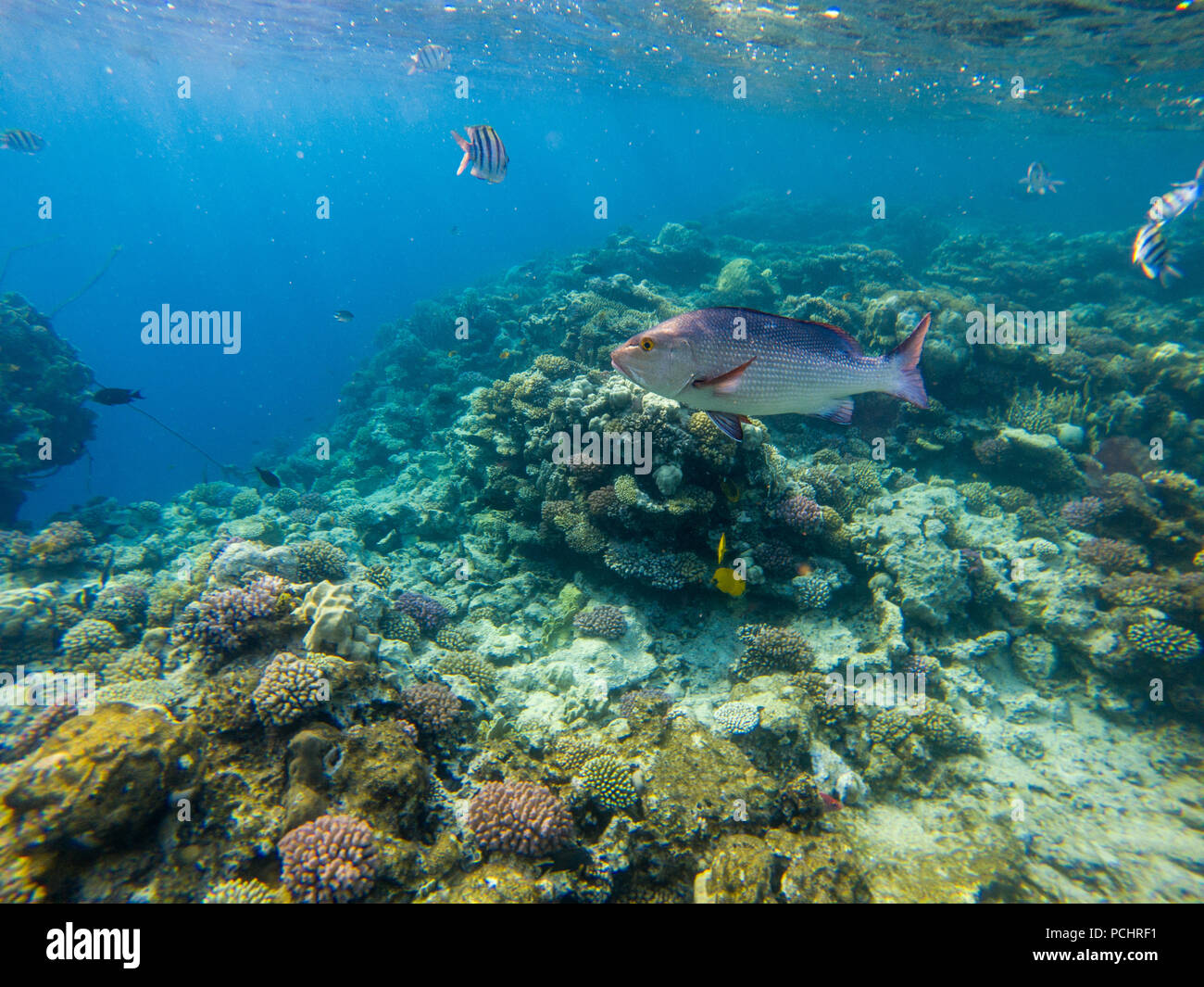 Twinspot snapper (Lutjanus bohar) side view of large silver fish with ...