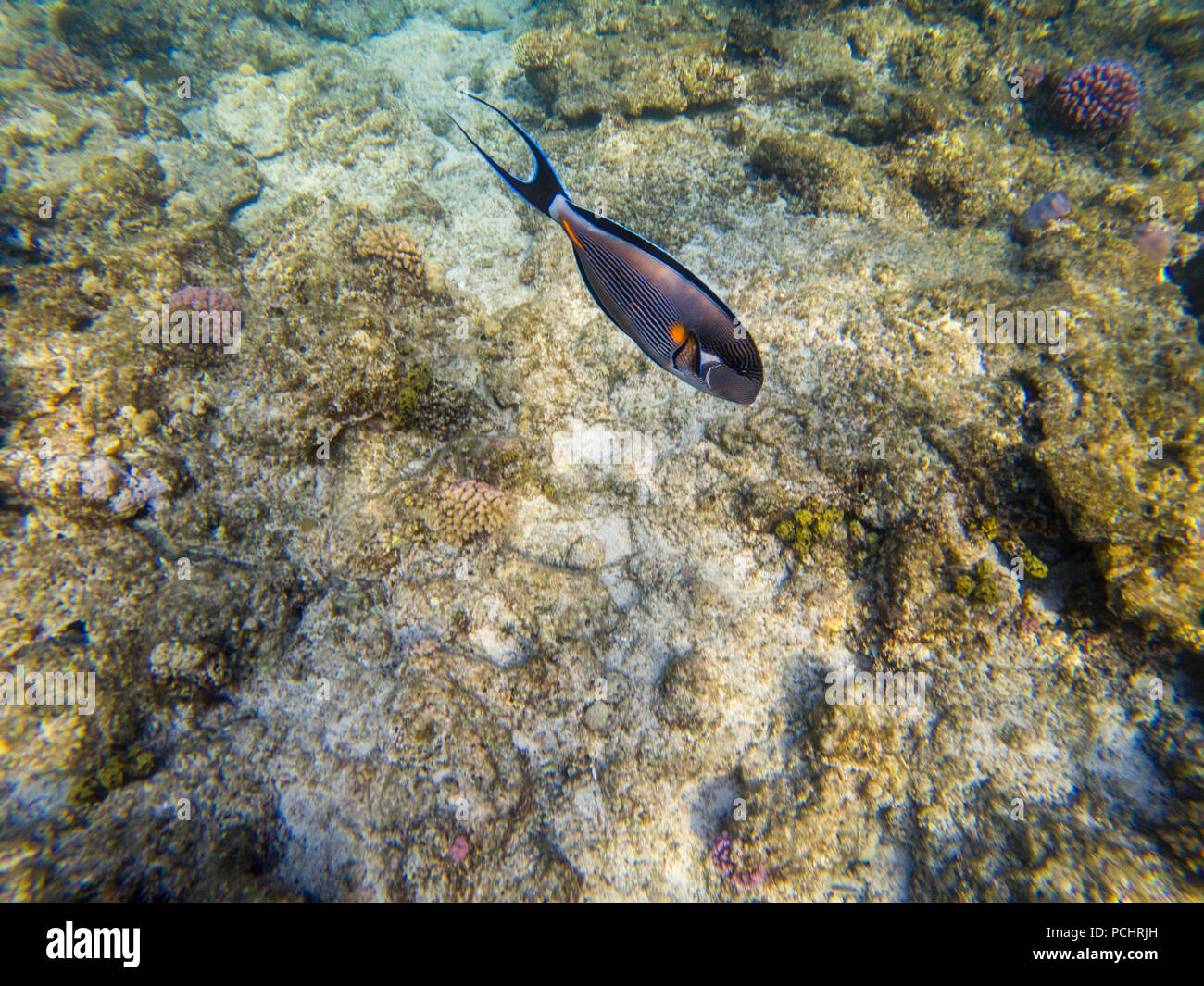 Sohal Surgeon fish at the red sea coral reef Stock Photo - Alamy