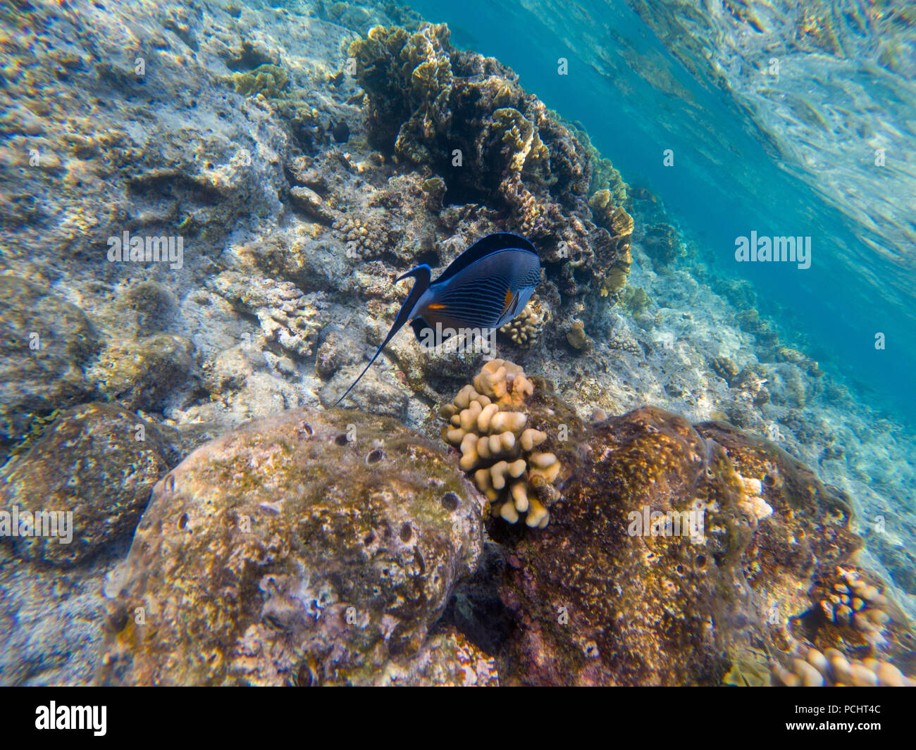 Sohal Surgeon fish at the red sea coral reef. View in backside Stock ...