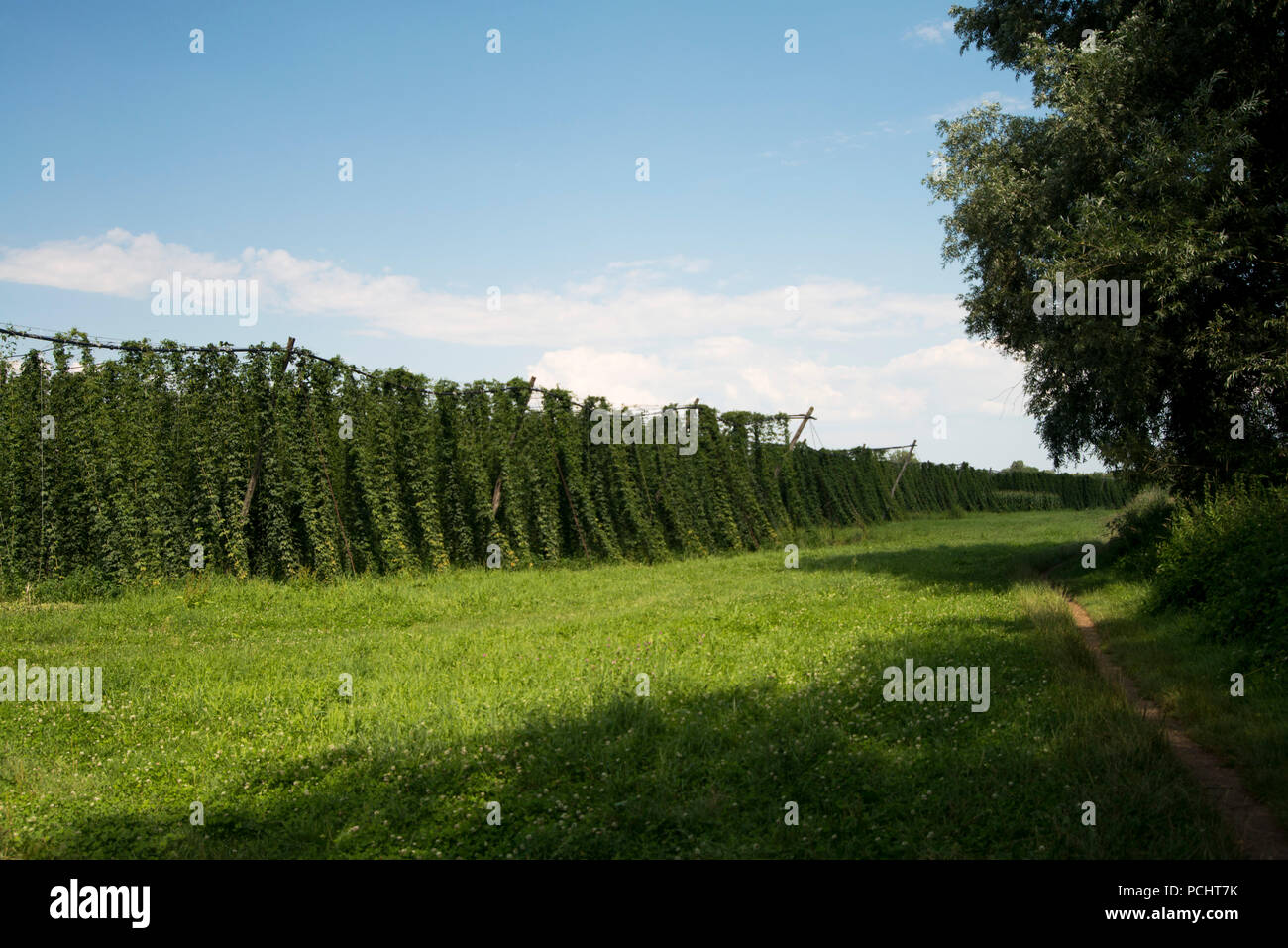 Green fields of hops Stock Photo - Alamy