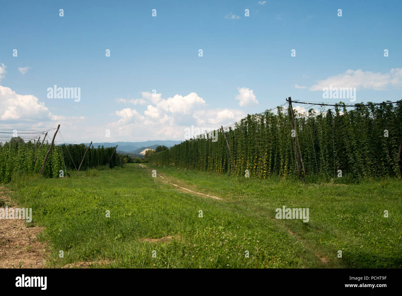 Green fields of hops Stock Photo - Alamy