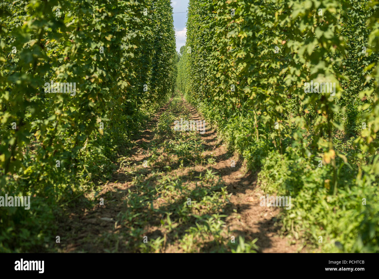 Green fields of hops Stock Photo - Alamy