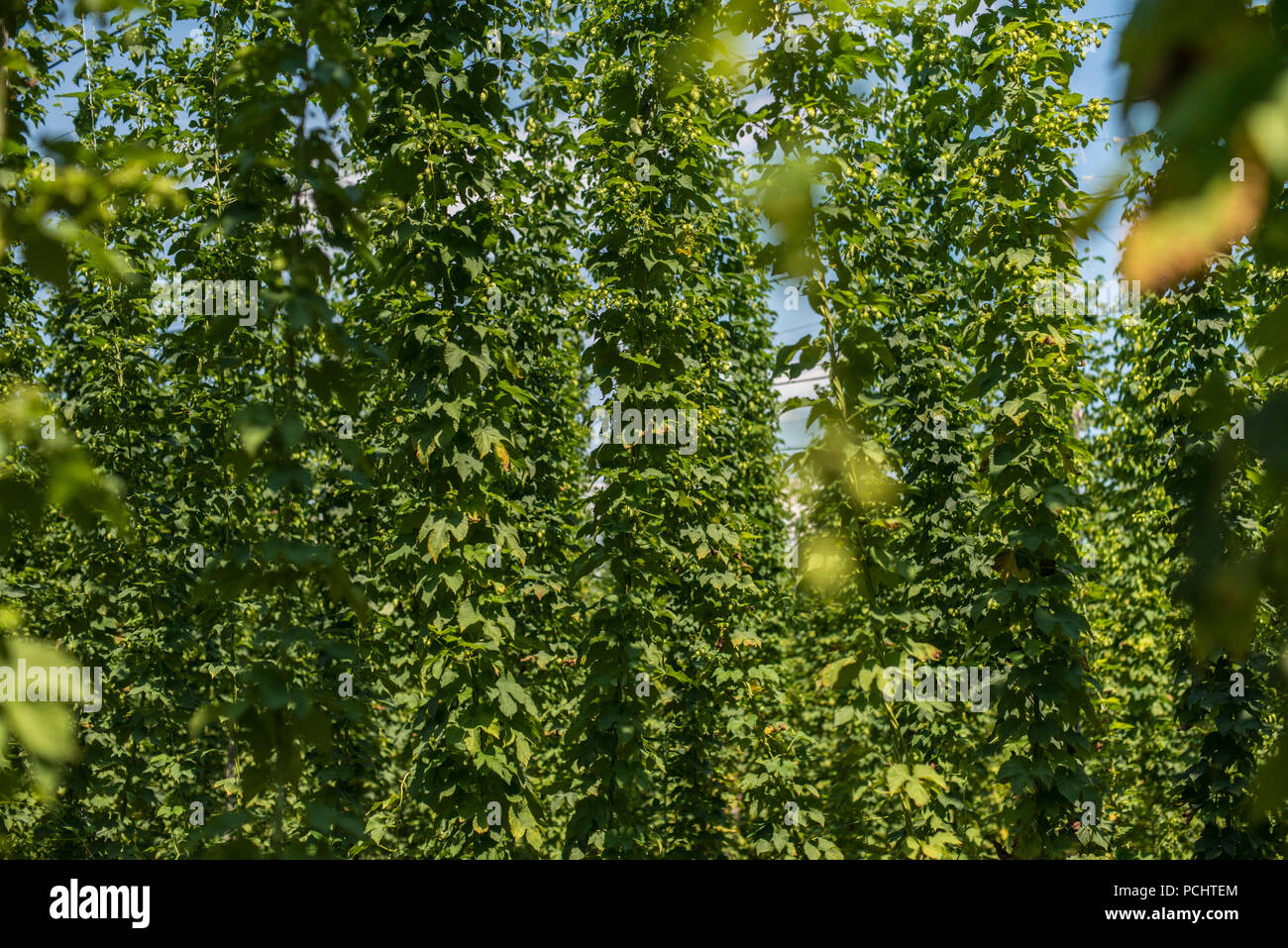 Green fields of hops Stock Photo - Alamy