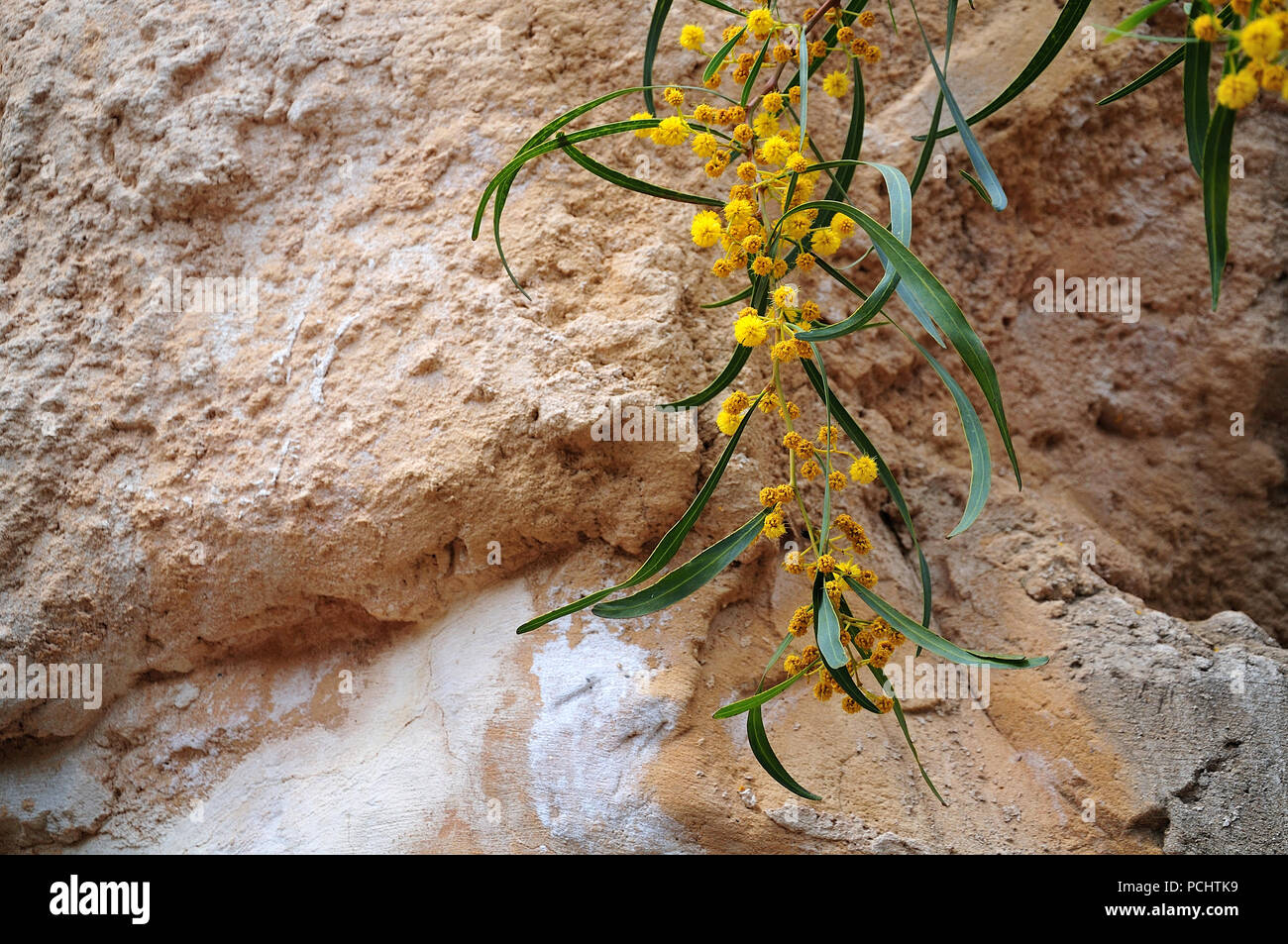 twig of a sally wattle, acacia salicina, with yellow flowers hanging ...