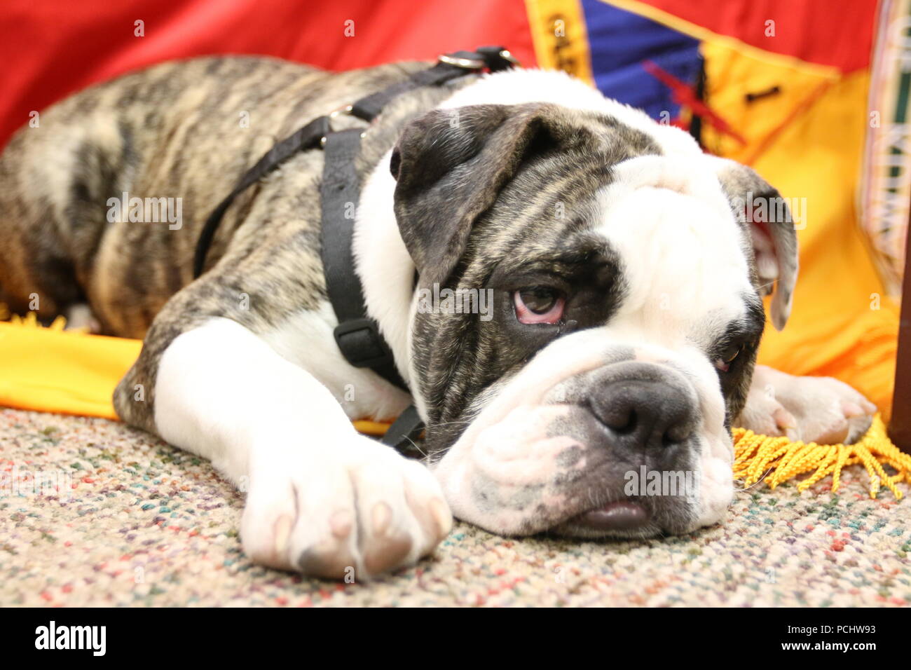 Pvt. Tank Chester, 3rd Armored Brigade Combat Team, 1st Armored ...