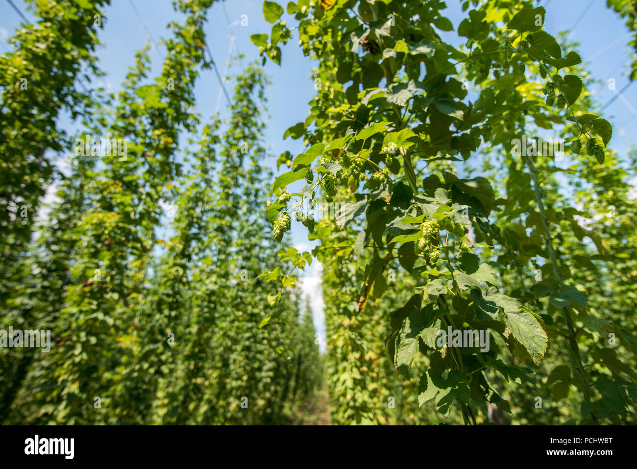 Green fields of hops Stock Photo - Alamy
