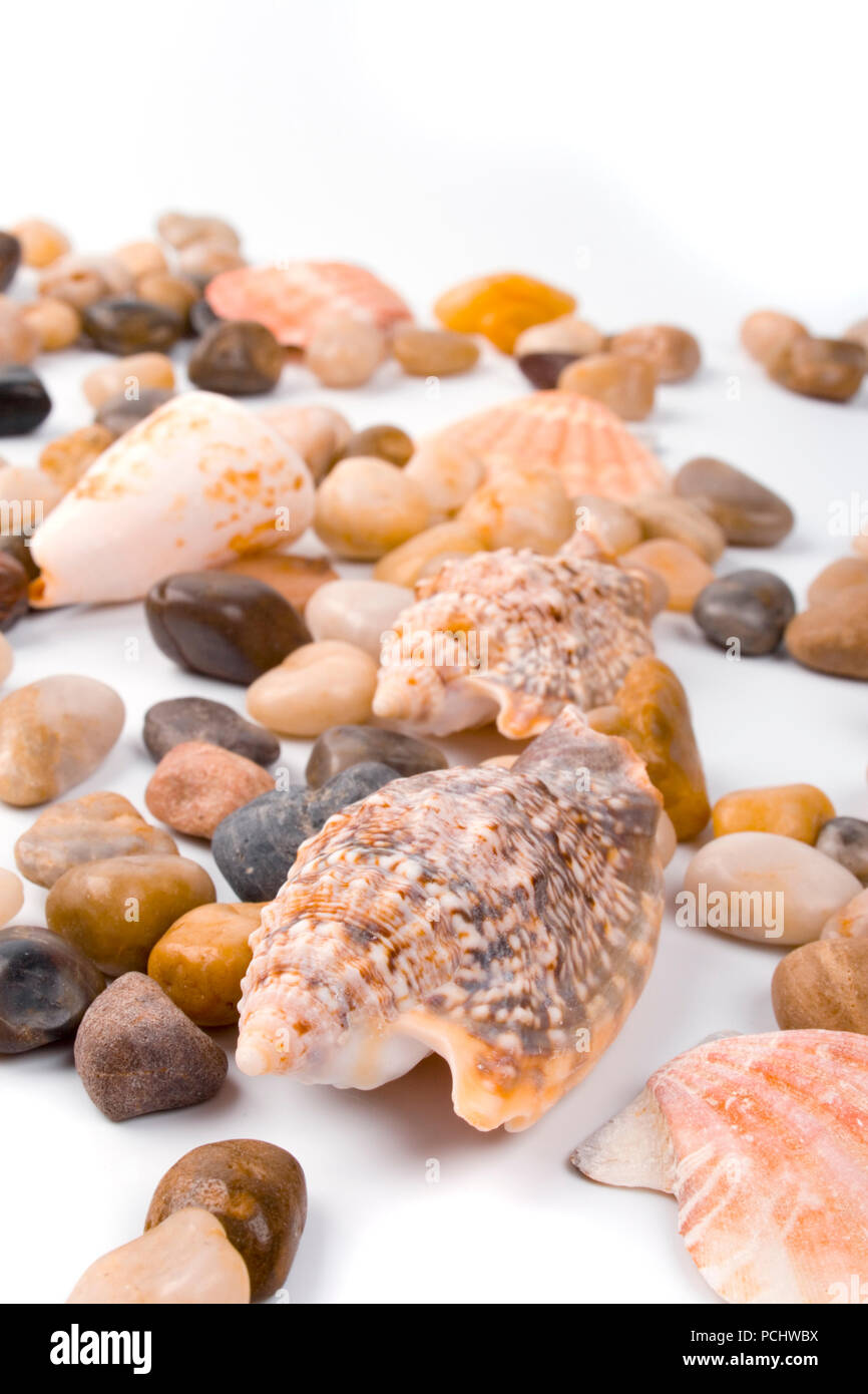 sea shells and pebble beach collection Stock Photo - Alamy
