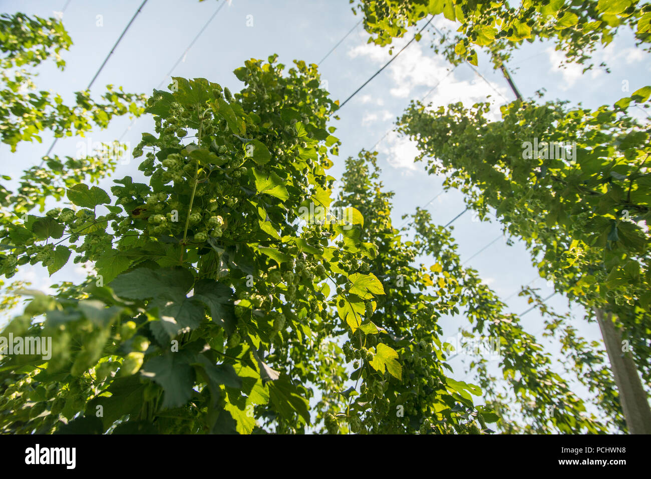 Green fields of hops Stock Photo - Alamy