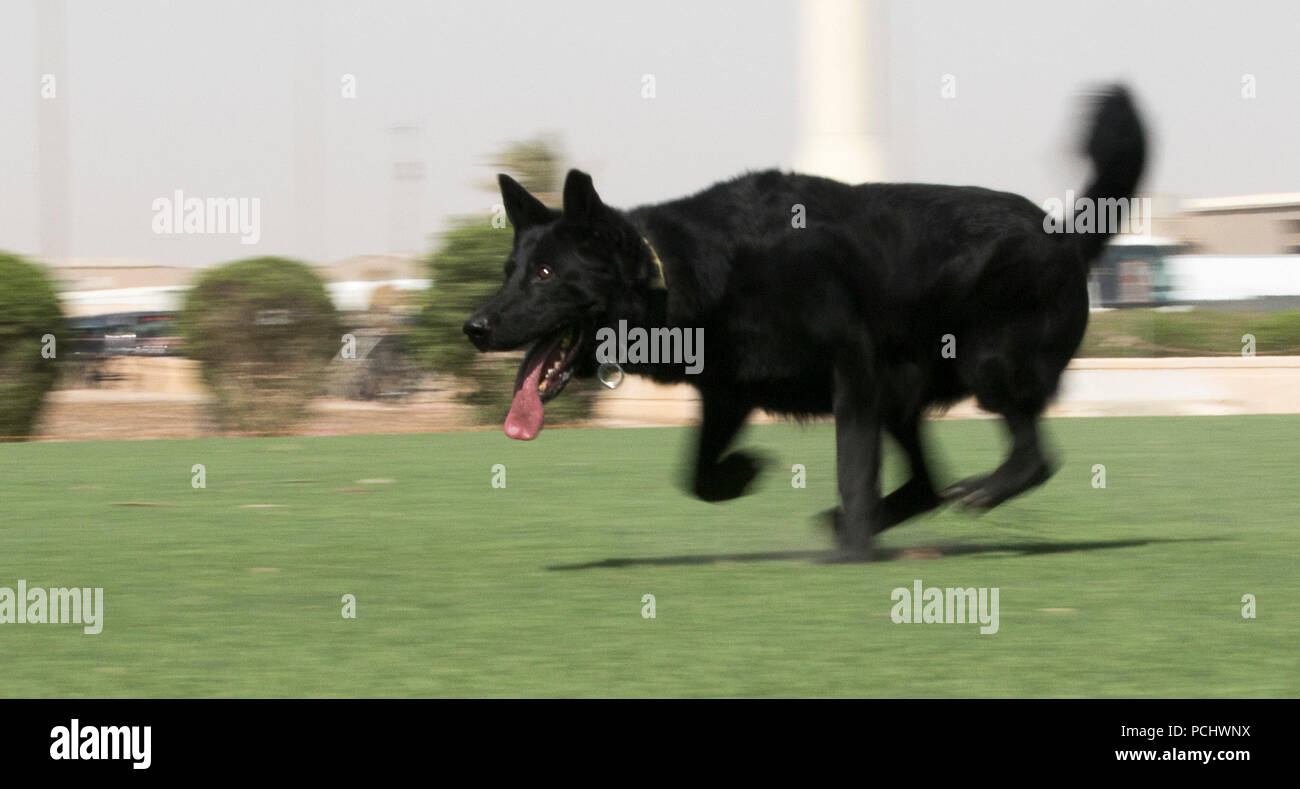Jenny, a U.S. Army military working dog, assigned to Army Support Group ...