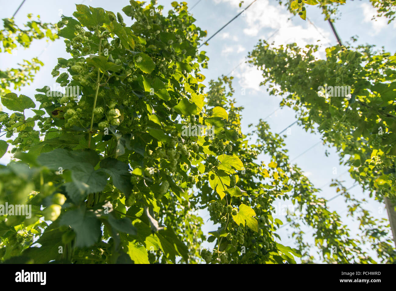Green fields of hops Stock Photo - Alamy