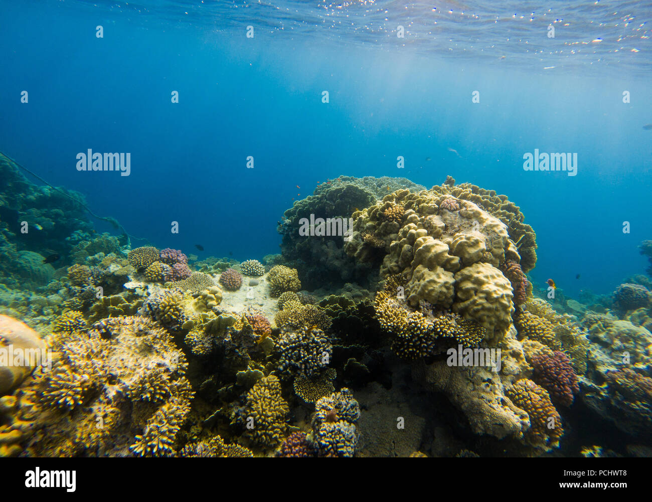 Beautiful coral reef and tropical fish underwater, marine life Stock ...