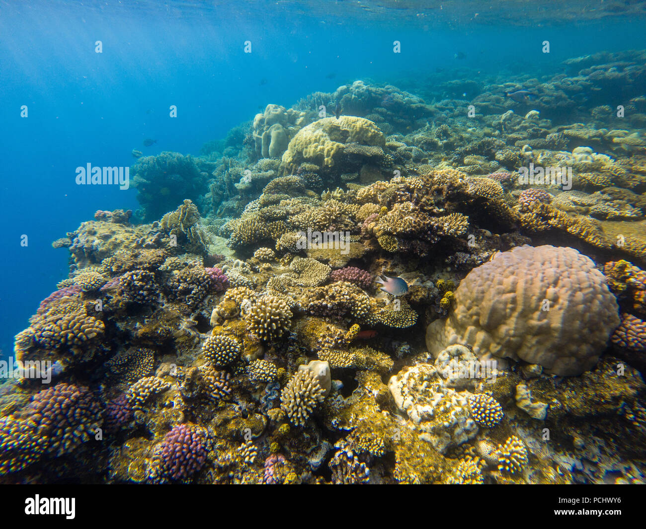 Beautiful coral reef and tropical fish underwater, marine life Stock ...