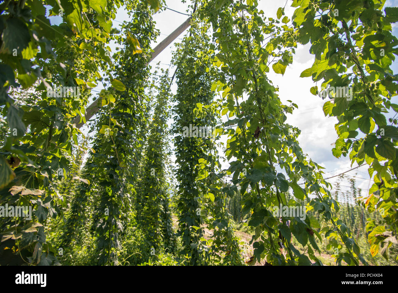 Green fields of hops Stock Photo - Alamy