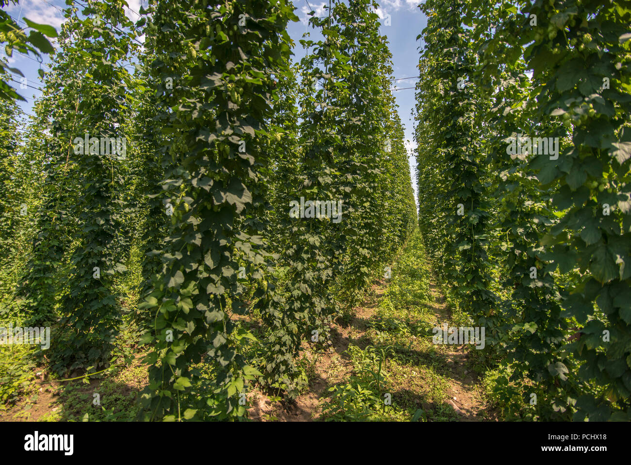 Green fields of hops Stock Photo - Alamy