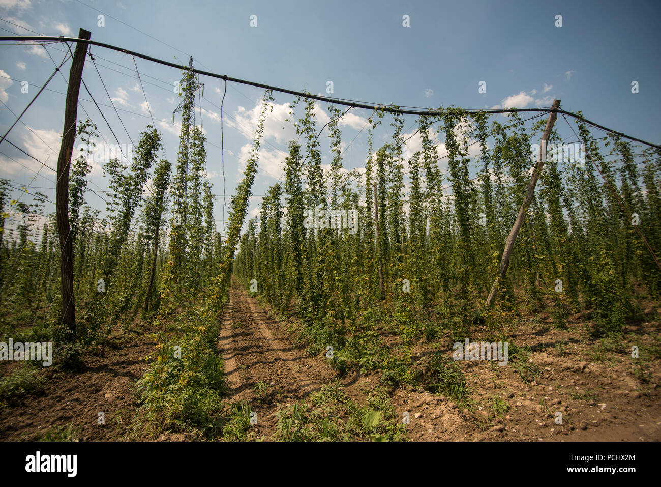 Green fields of hops Stock Photo - Alamy