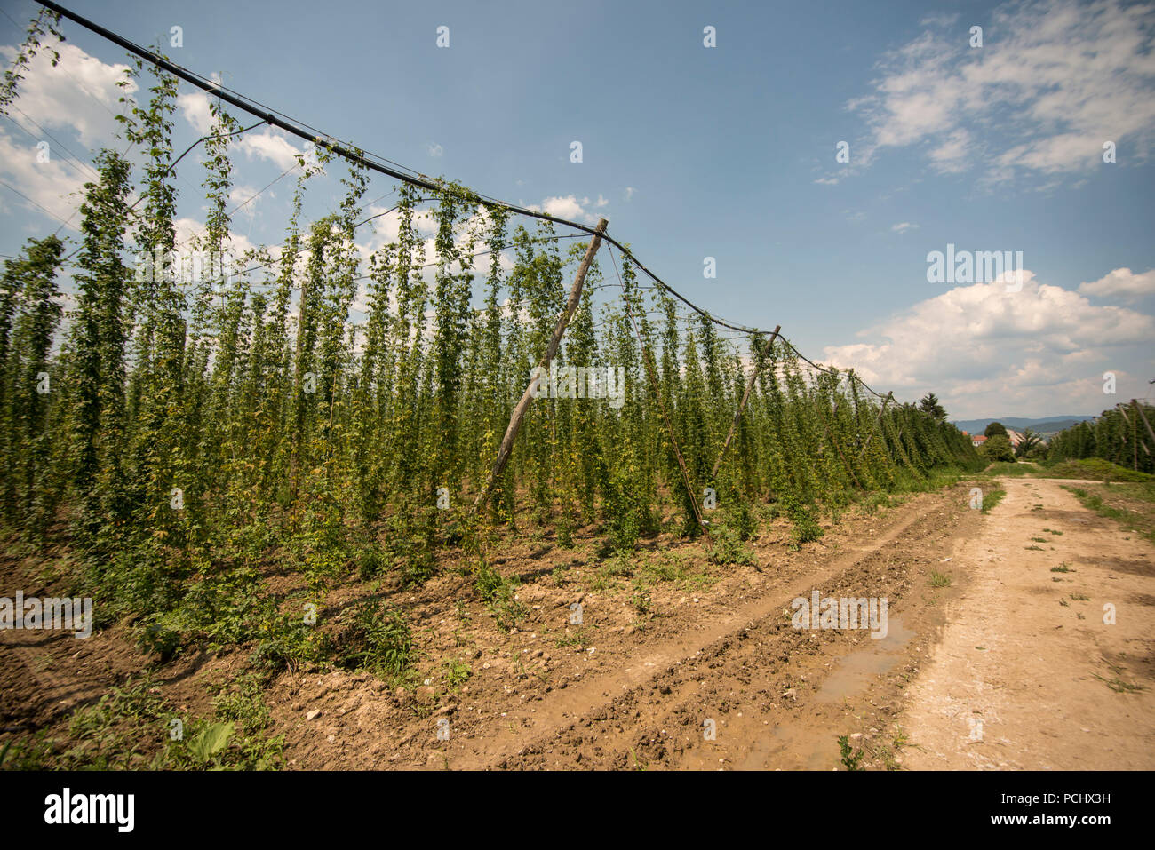 Green fields of hops Stock Photo - Alamy