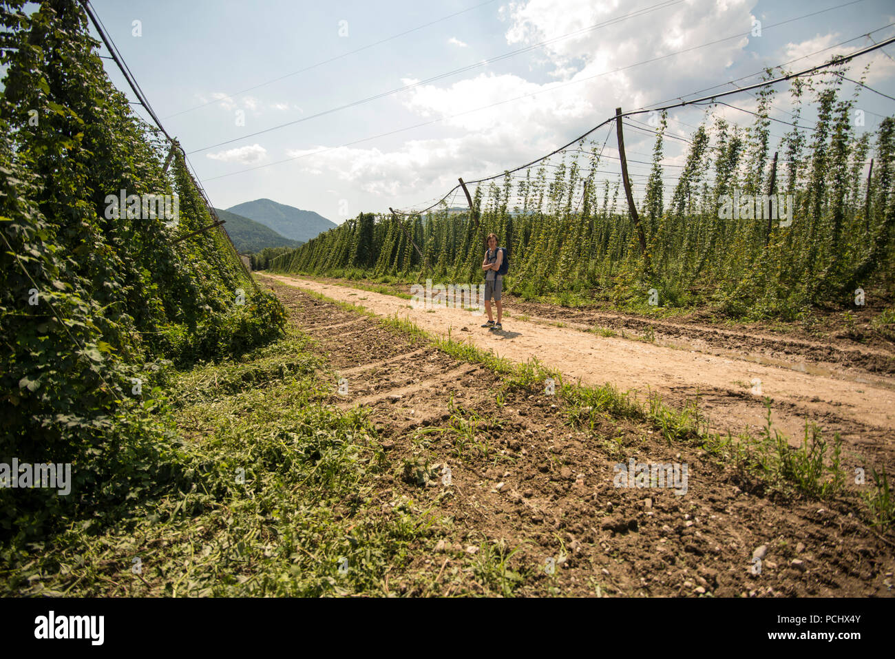 Hops fields hi-res stock photography and images - Alamy
