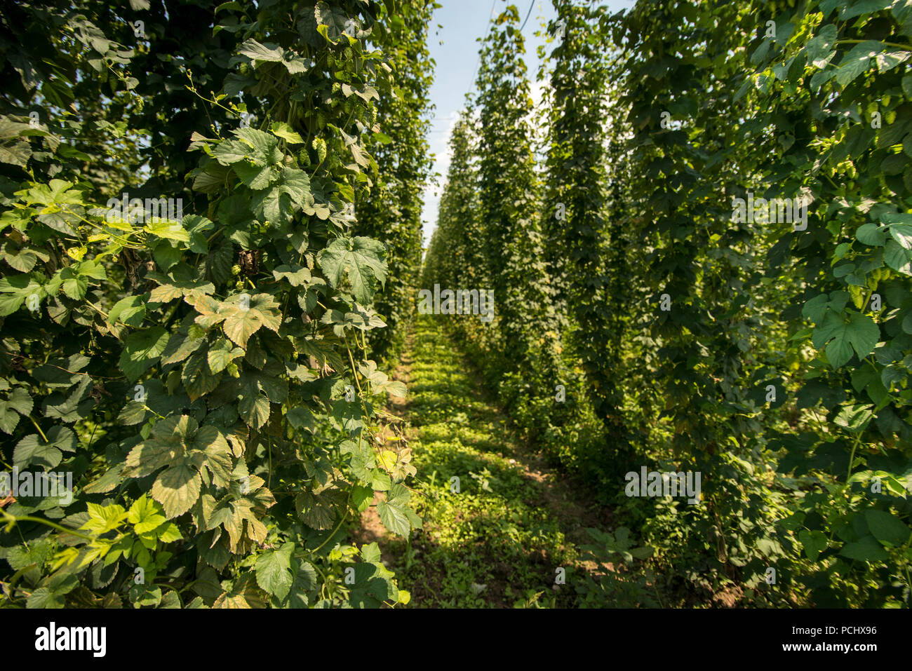 Green fields of hops Stock Photo - Alamy