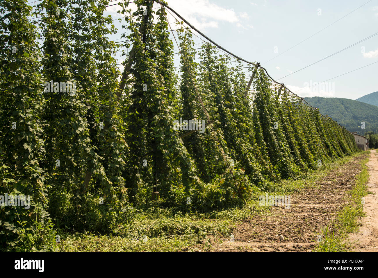 Green fields of hops Stock Photo - Alamy