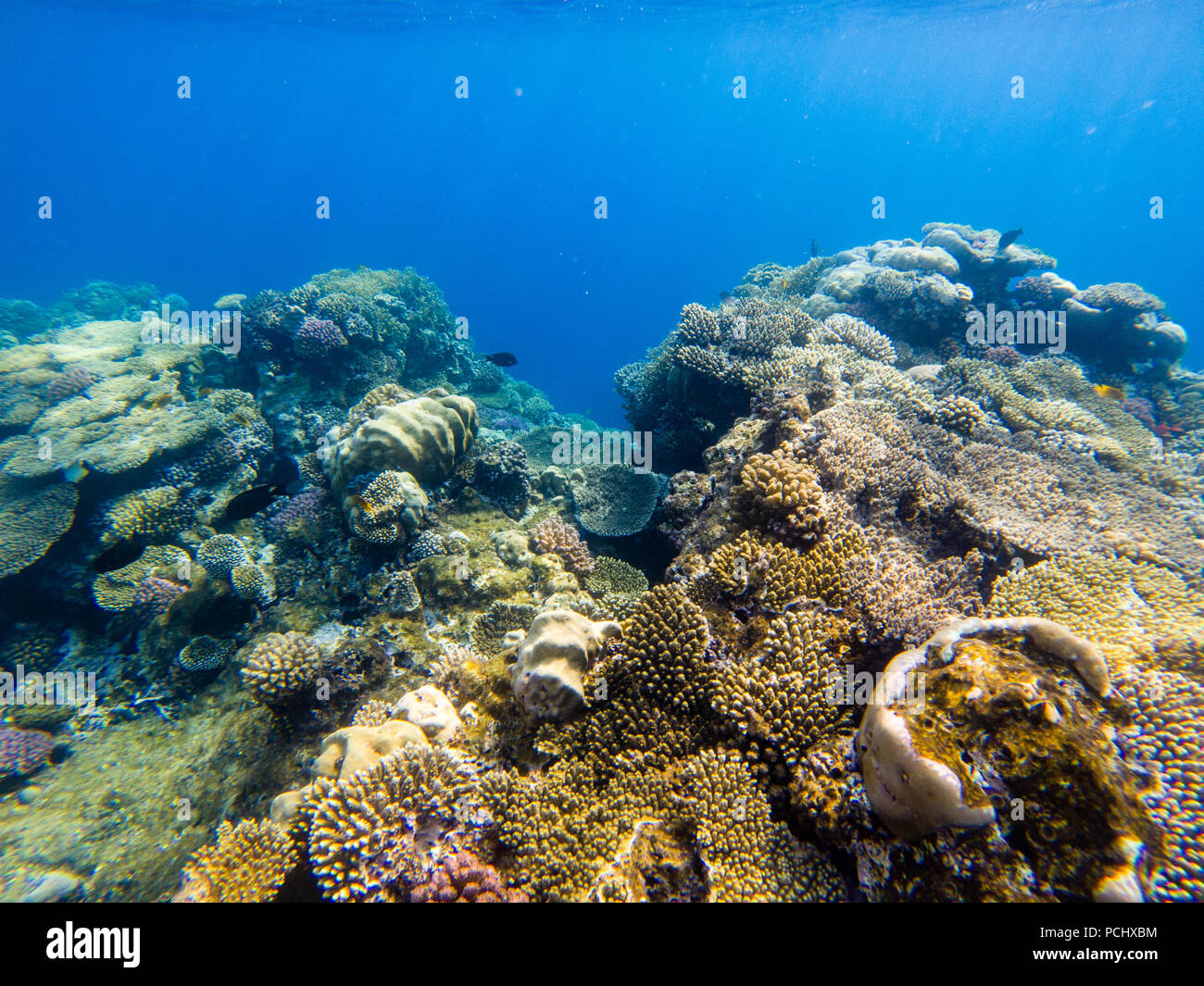 Coral and Sponges in the Sea Stock Photo - Alamy