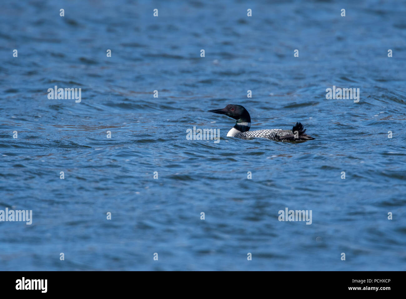 Breeding coloration hi-res stock photography and images - Alamy
