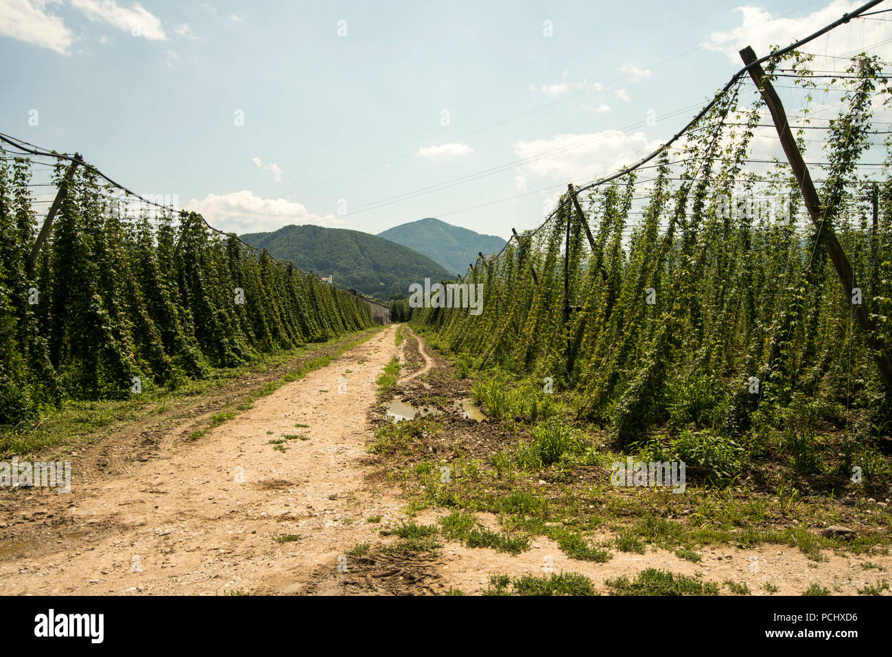 Green fields of hops Stock Photo - Alamy