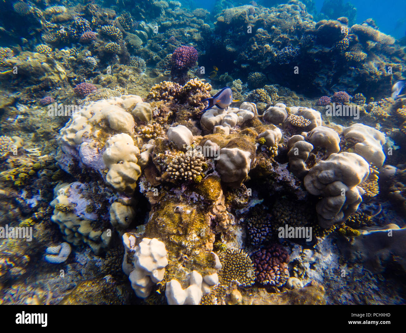 Group of coral fish blue water Stock Photo - Alamy