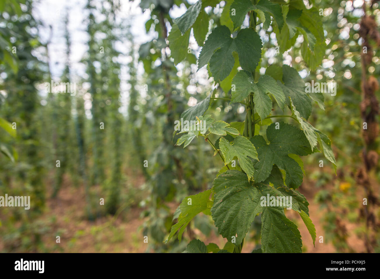 Green fields of hops Stock Photo - Alamy