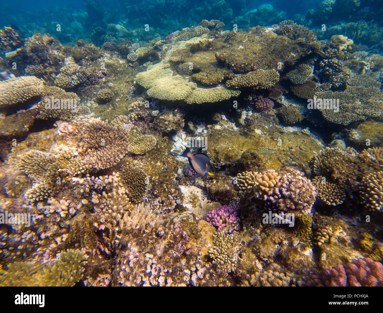 Group of coral fish blue water Stock Photo - Alamy