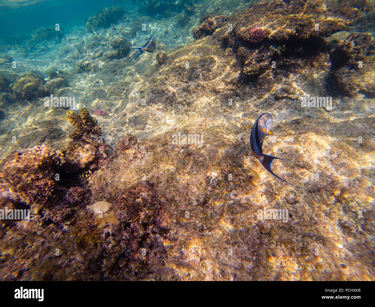 Striped surgeonfish Acanthurus lineatus swims on a coral reef Stock ...