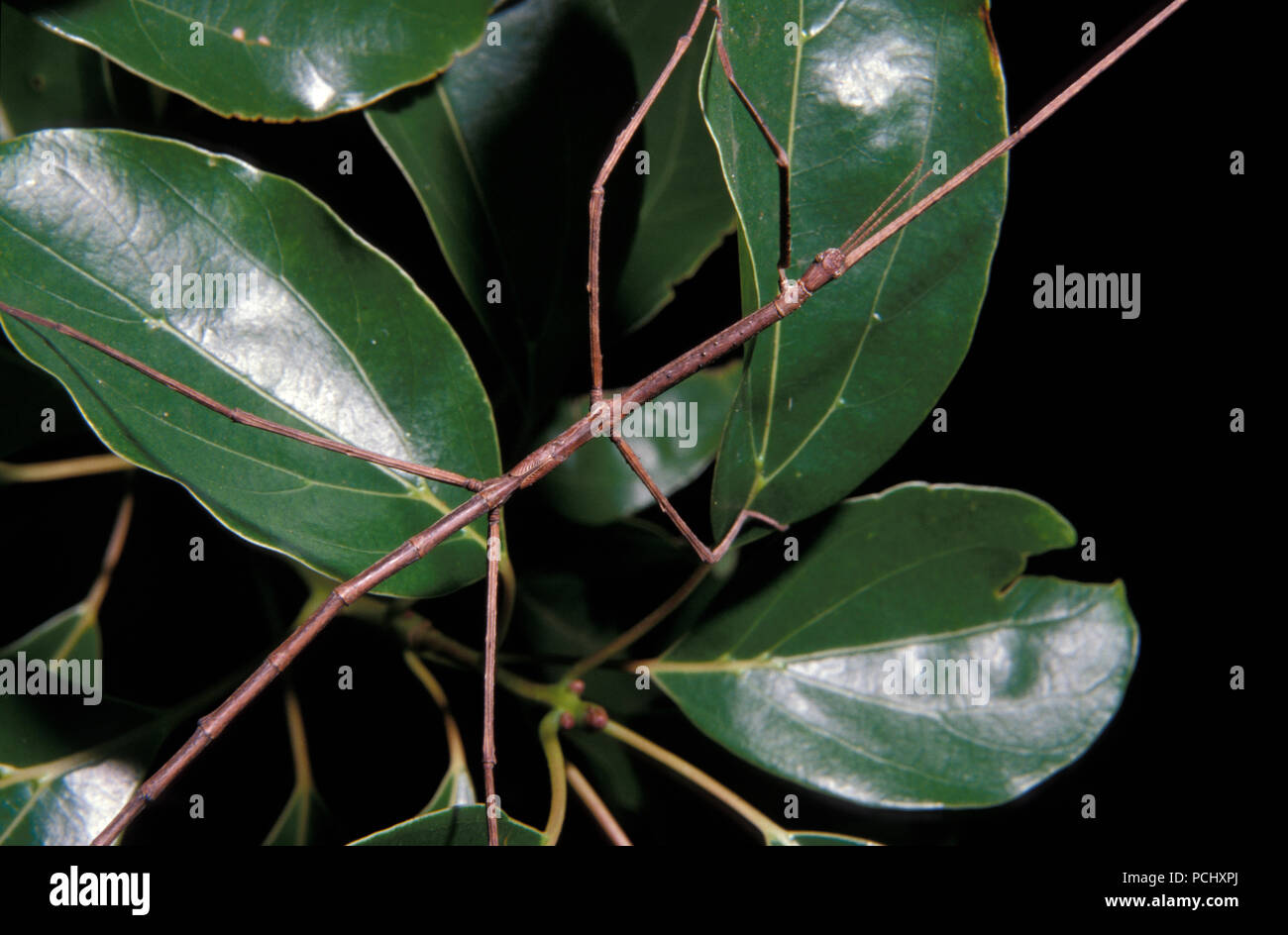 Stick leaf insects hi-res stock photography and images - Alamy