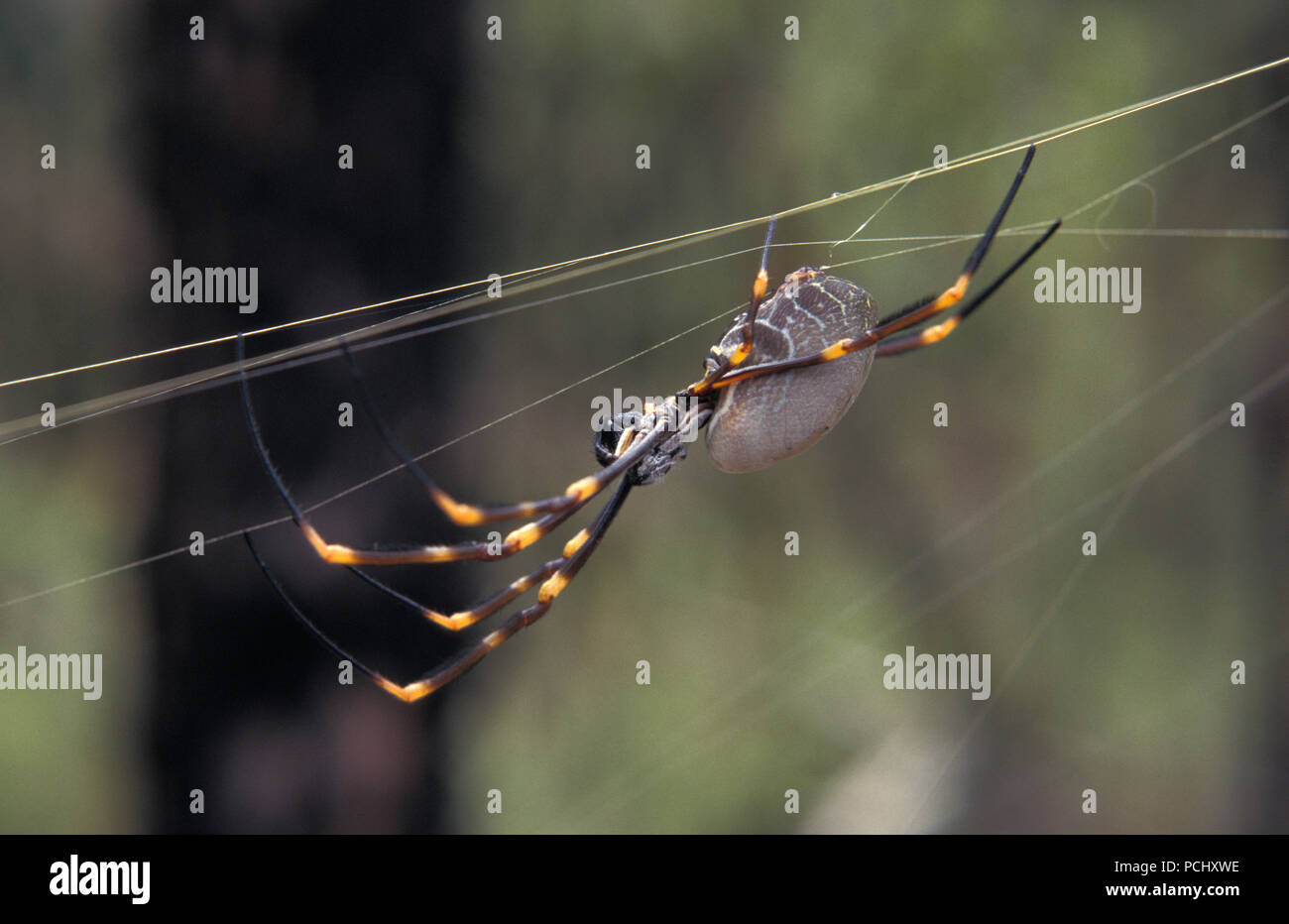 Australian orb weaving spider hi-res stock photography and images - Alamy