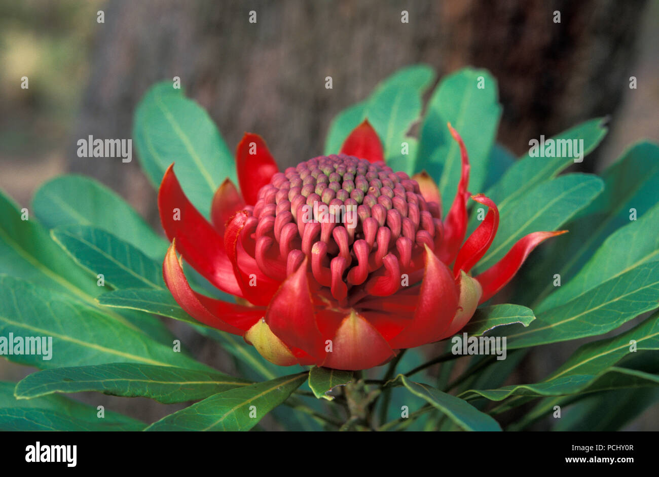 Floral emblem of new south wales hi-res stock photography and images ...