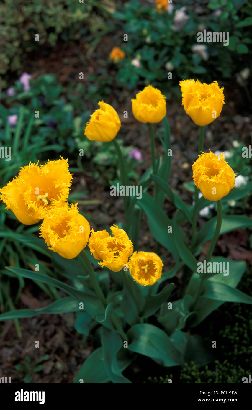 Australian fringed flower hi-res stock photography and images - Alamy