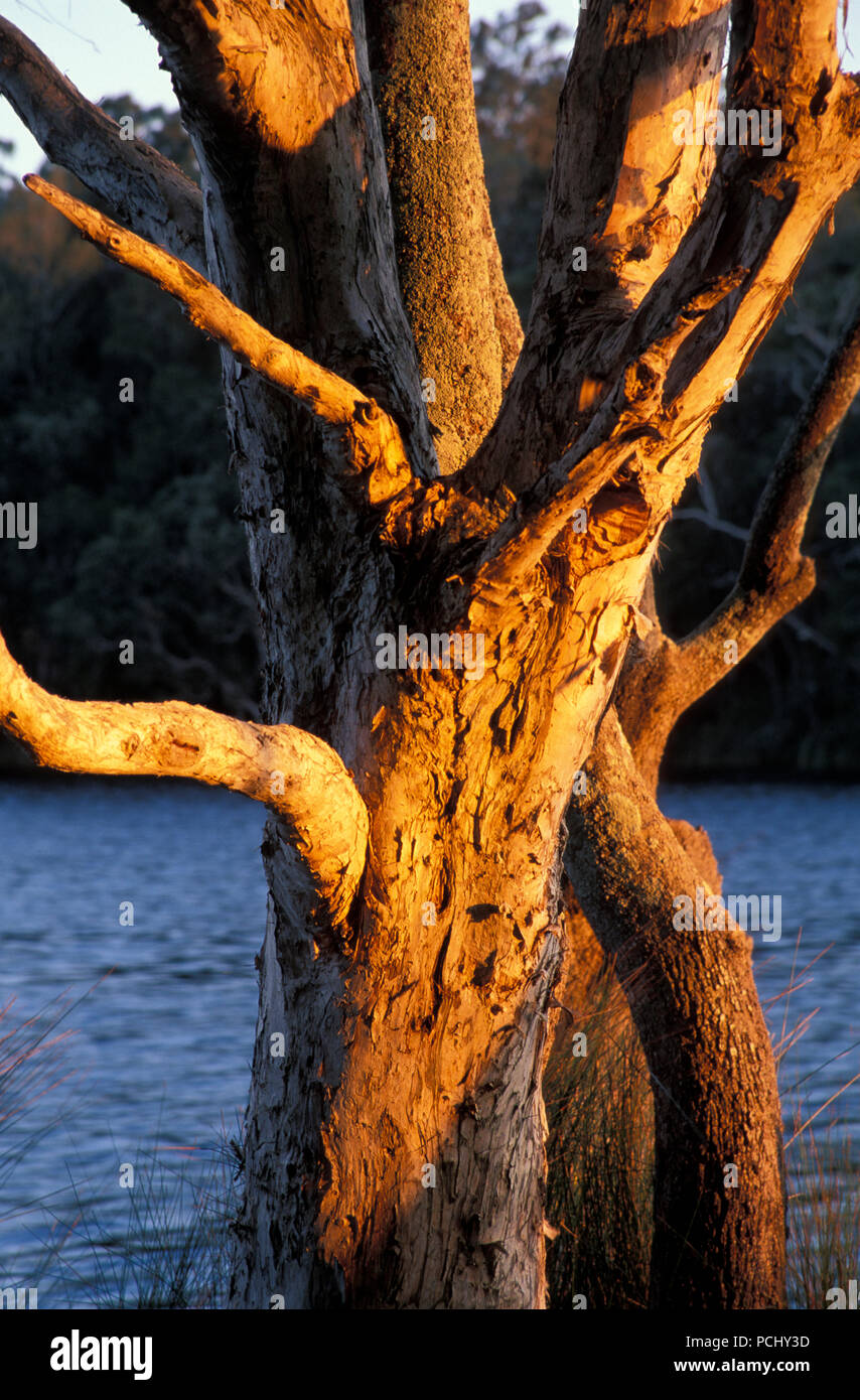 Myall lakes national park hi-res stock photography and images - Alamy