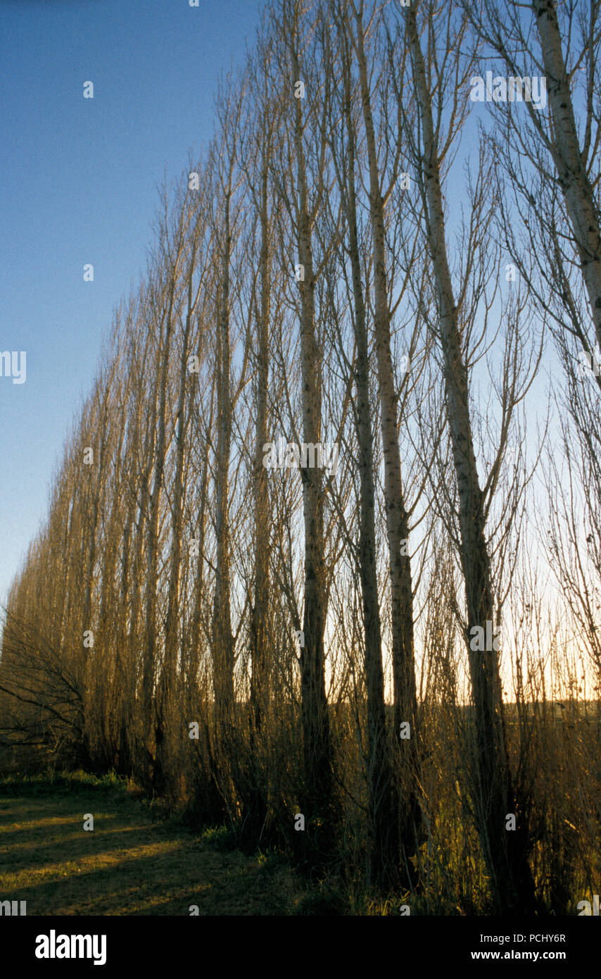 POPLAR TREES, HAWKESBURY VALLEY, NSW, AUSTRALIA Stock Photo - Alamy