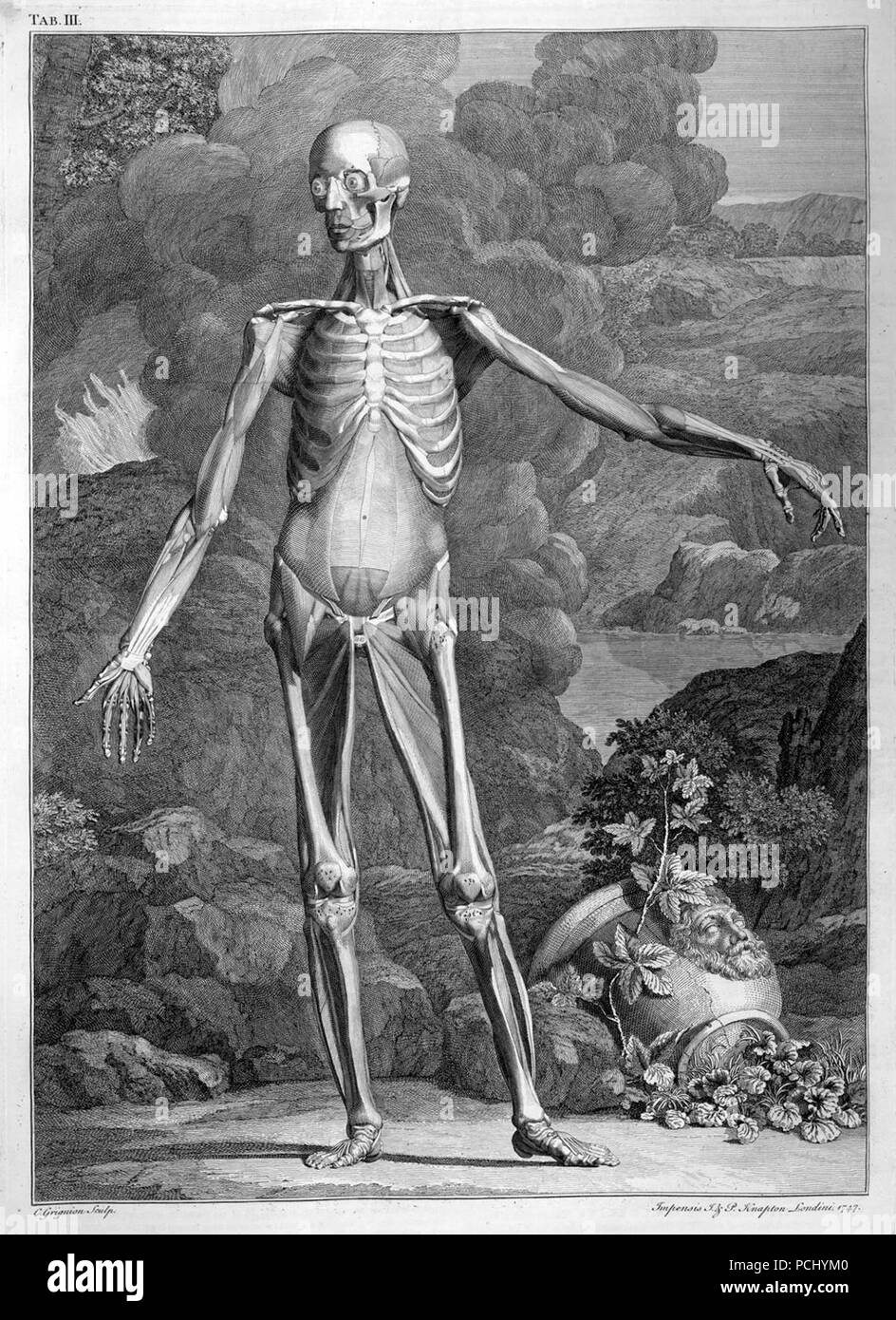 Albinus skeleton w muscles Stock Photo - Alamy