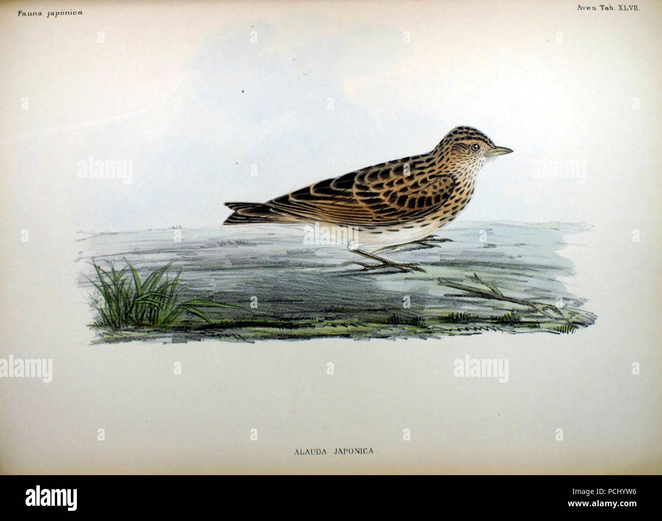 Alauda japonica hi-res stock photography and images - Alamy