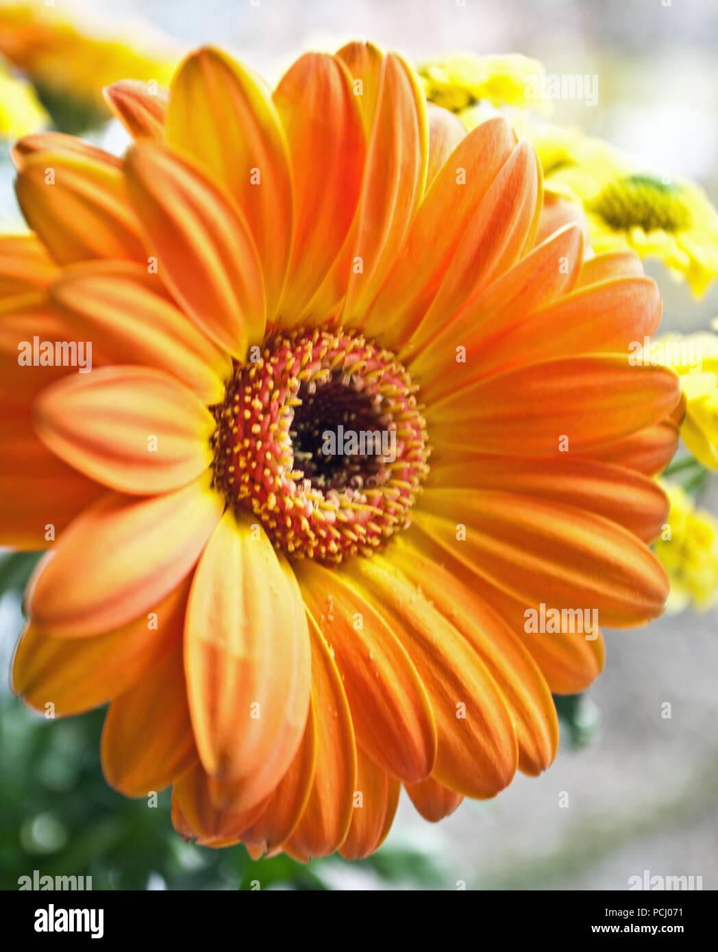 Burnt orange colour hi-res stock photography and images - Alamy